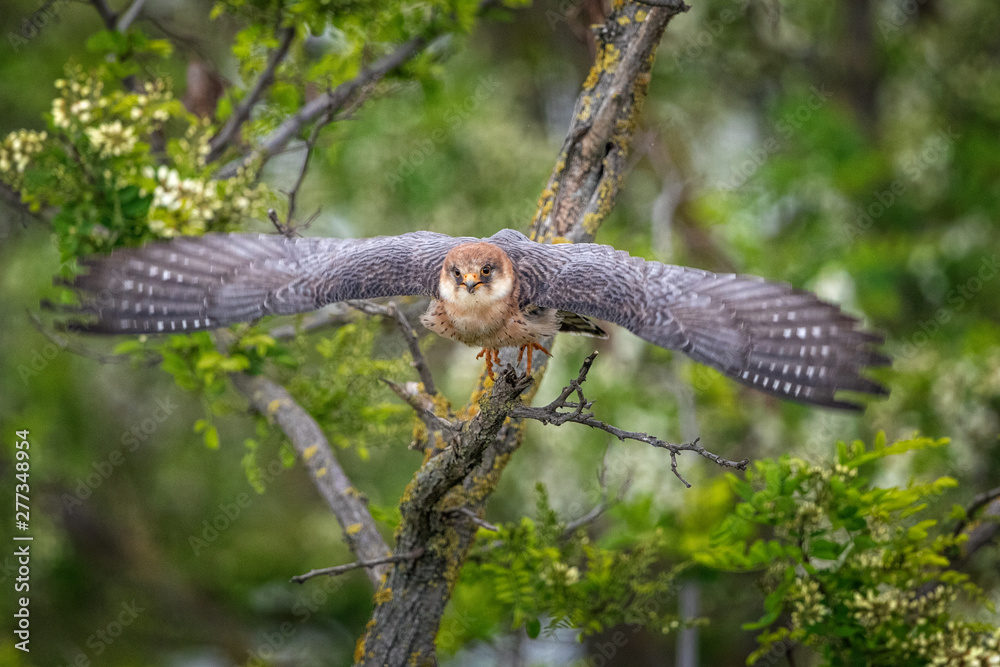 Western Red-footed falcon in flight with wings spread after taking-off ...