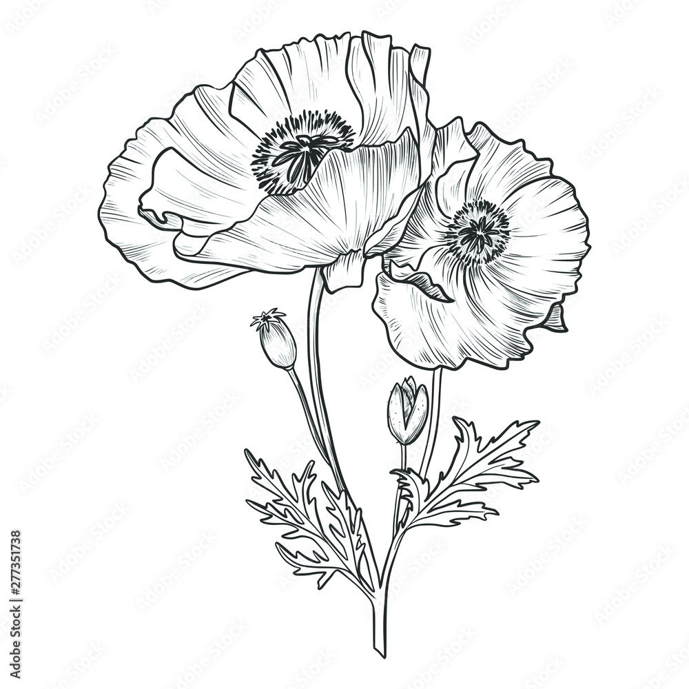 Sketch pen and ink vintage poppy bouquet illustration, draft silhouette ...