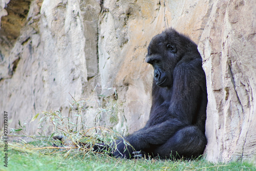 Sad Gorilla