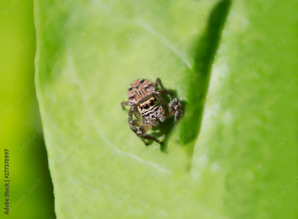 Marpissa muscosa jumping spider. The length of the body of the male is ...