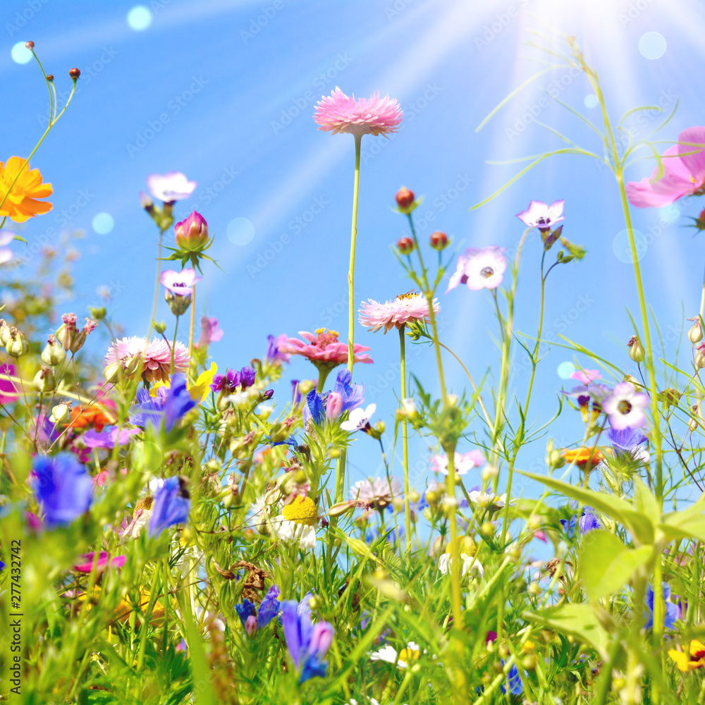 bunte Blumenwiese - Grußkarte Wildblumen Wiese Stock Photo | Adobe Stock