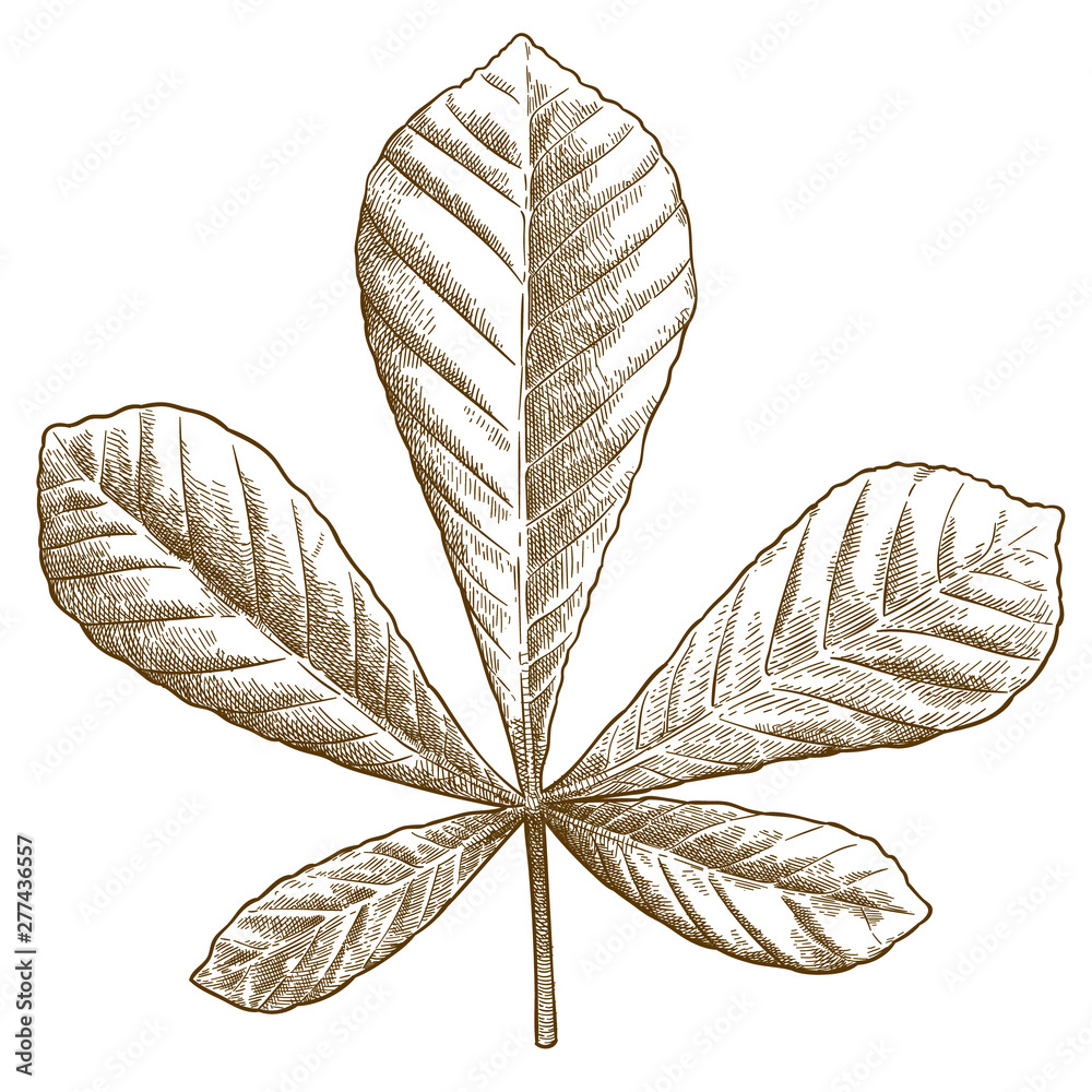 engraving illustration of chestnut leaf Stock Vector | Adobe Stock