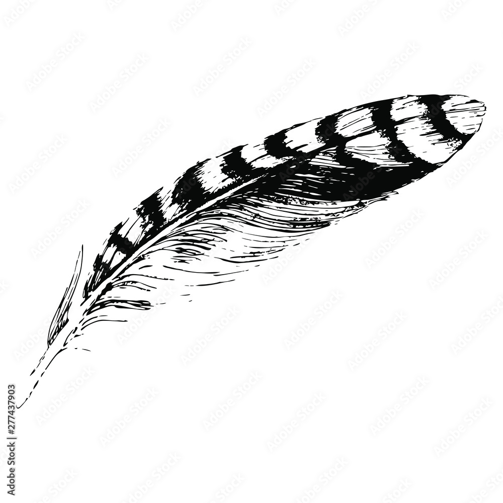 Hawk Feather Drawing