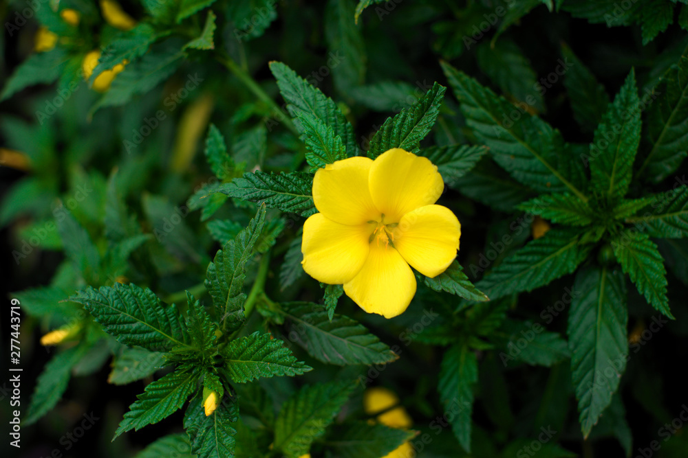 Small Yellow Five Petal Flower | Best Flower Site
