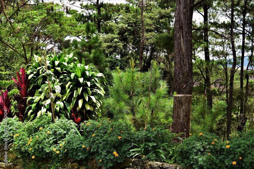 Baguio Nature in The Philippines Stock Photo | Adobe Stock