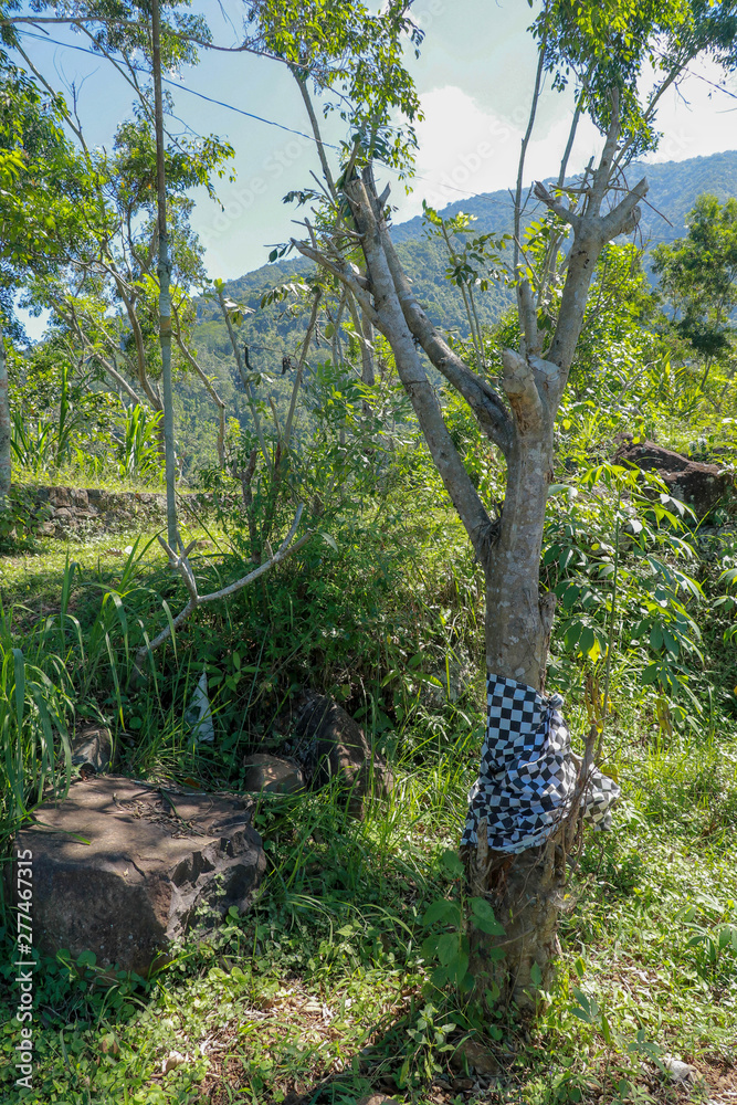 Tropical tree at the entrance to Hindu temple on Bali island. trunk ...