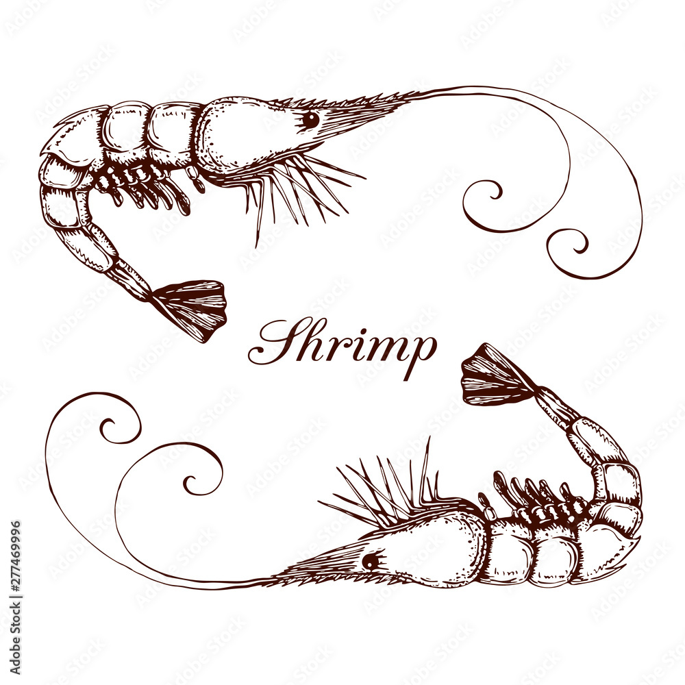 Hand drawn engraved ink shrimp or prawn illustration isolated on white ...