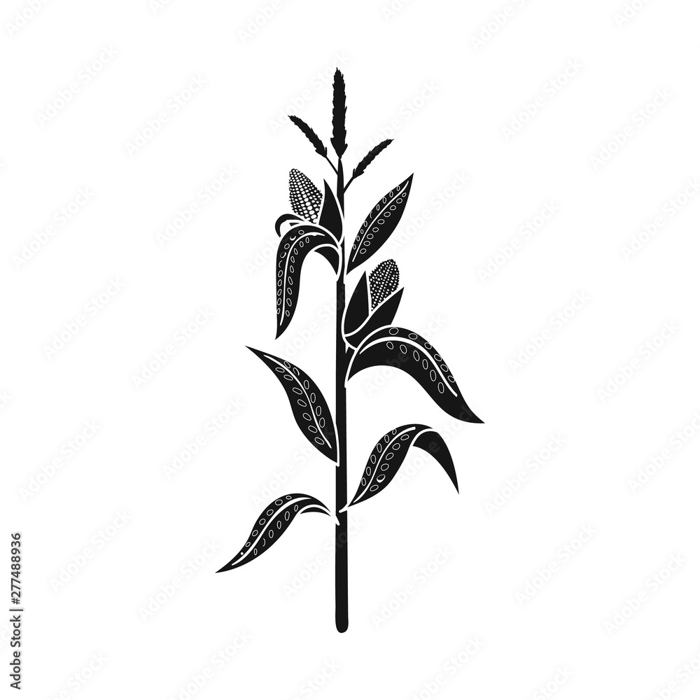 Corn Stalk Vector