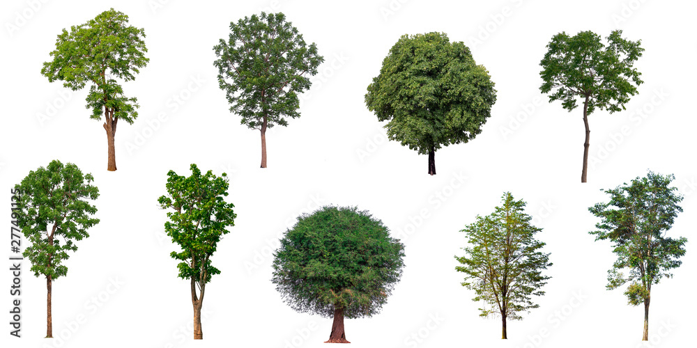 The collection set of trees Isolated on a white background, large ...