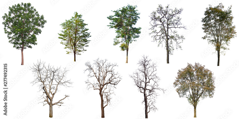 The collection set of trees Isolated on a white background, large ...