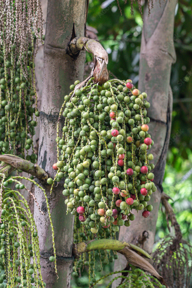 Fishtail Palm Fruit
