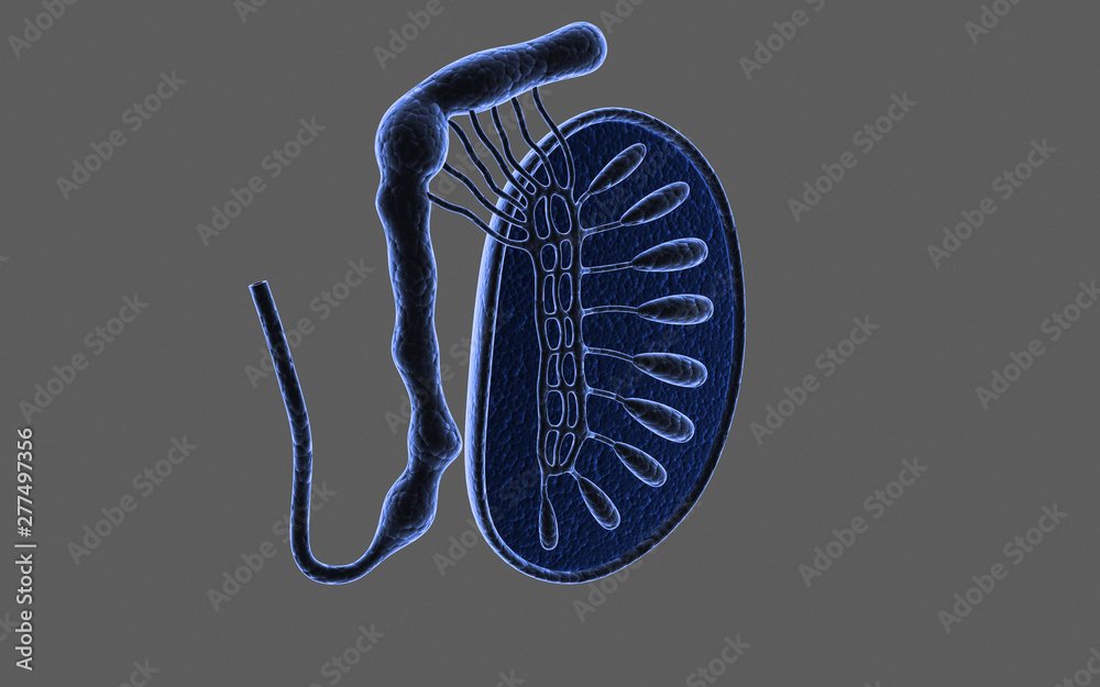 3d rendered cross section of testicles isolated on dark background ...