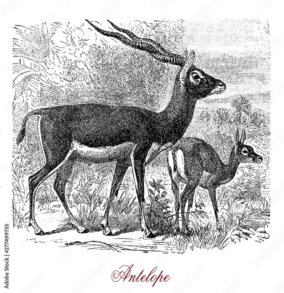 Antelope is a wildlife animal native to Africa, herbivore with slander ...