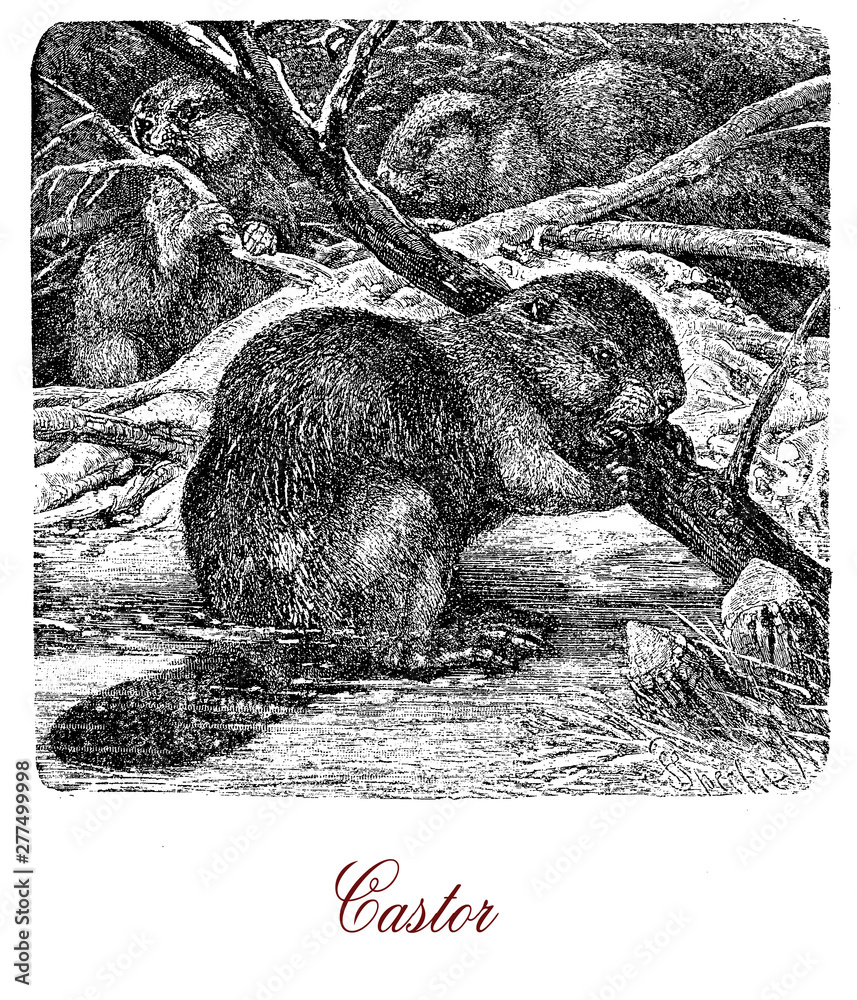 Beaver is a large, nocturnal, semiaquatic rodent with sleek body and ...