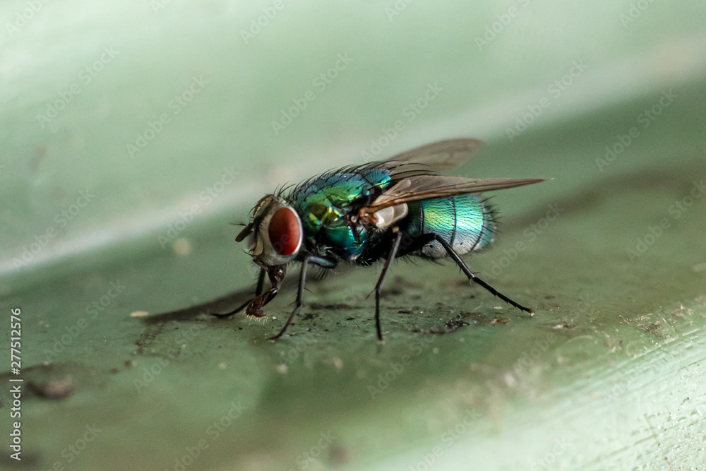 Blue Bottle Fly Stock Photo | Adobe Stock