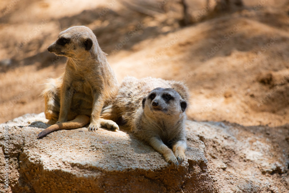 SURICATI SU UNA ROCCIA AL BIOPARCO Stock Photo | Adobe Stock