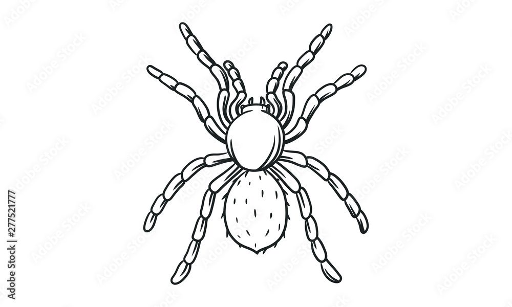 Vector lineart illustration of black spider on white background, hand ...