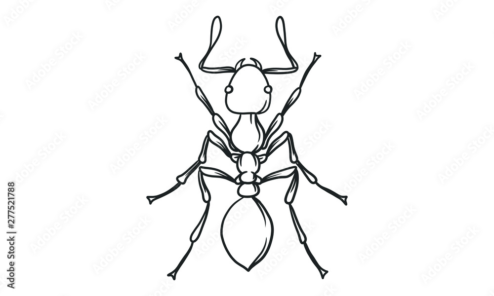 Vector lineart illustration of ant on white background, hand drawn top ...