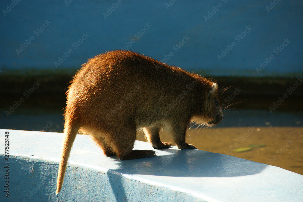 jutía enana (Mesocapromys nanus). Jutía smaller dwarf capromydes nana ...