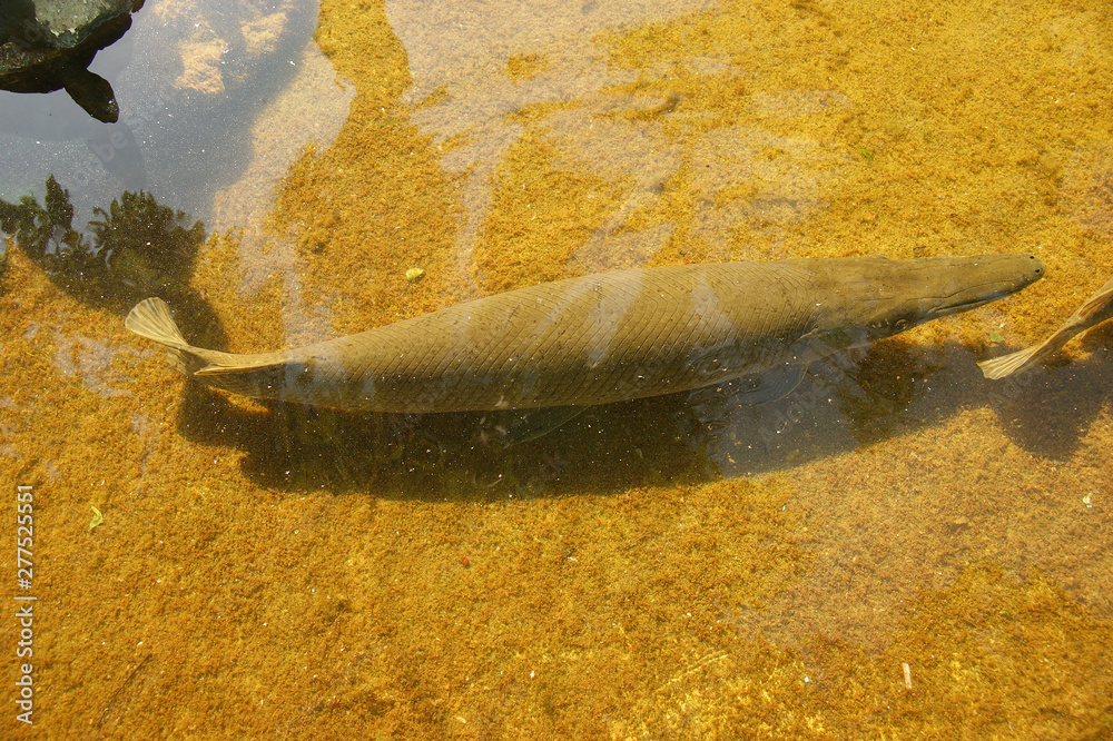 Manjuari - half reptile, half fish. The Cuban gar (Atractosteus ...