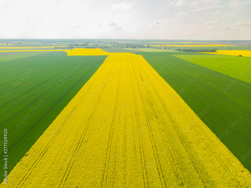 Pole pola rzepak rzepaku kwitnie wieś farma przemysł rolnictwo wiosna ...