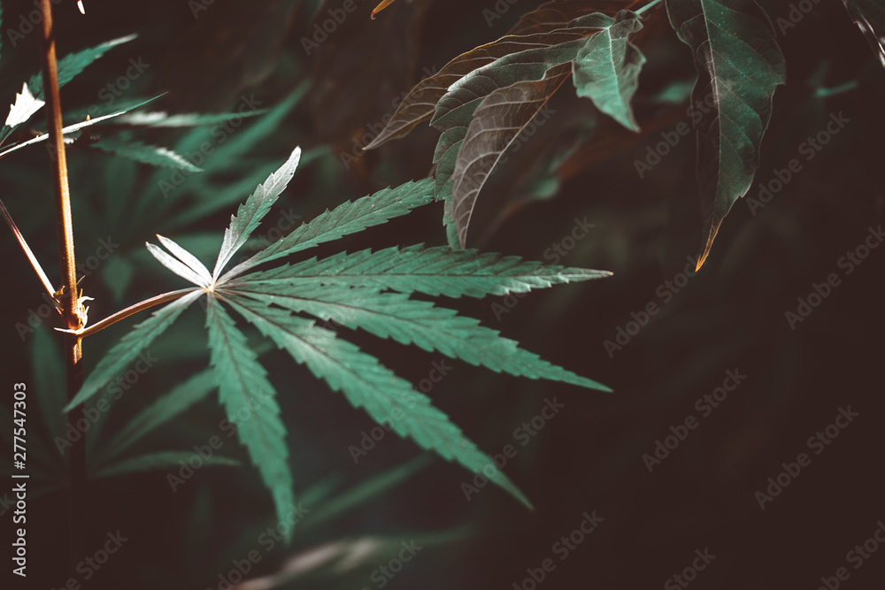 the photo shows germinated shrubs of hemp, whose fruits and plants are ...