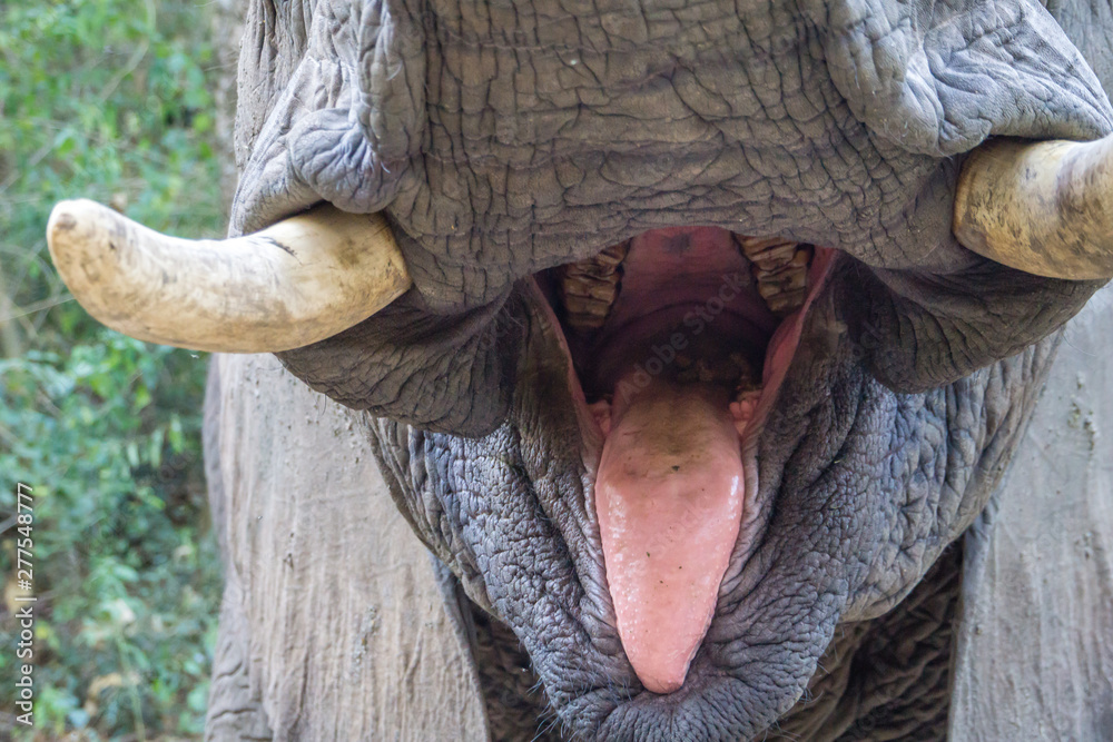 Elephant Mouth