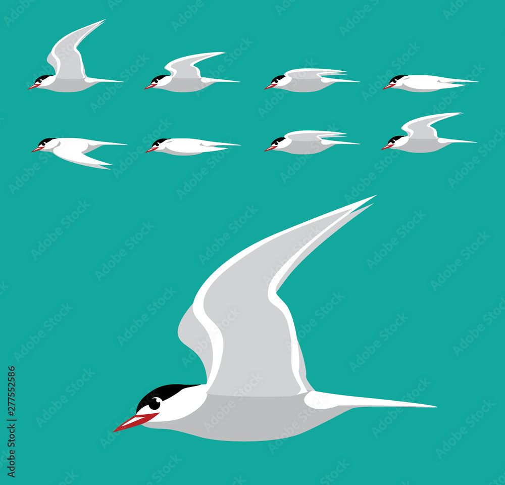 Tern Flying Animation Sequence Cartoon Vector Stock Vector | Adobe Stock