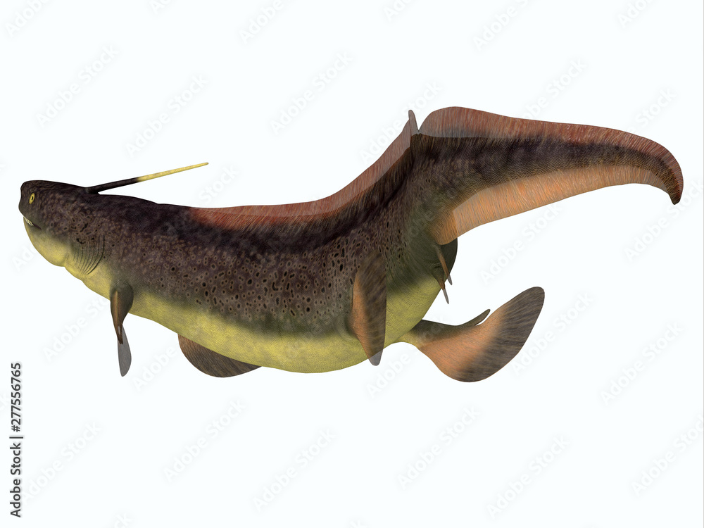 Xenacanthus