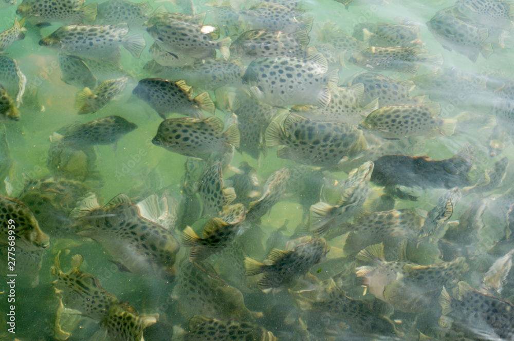 black striped fishes seawater fishes swimming in the green waters of ...