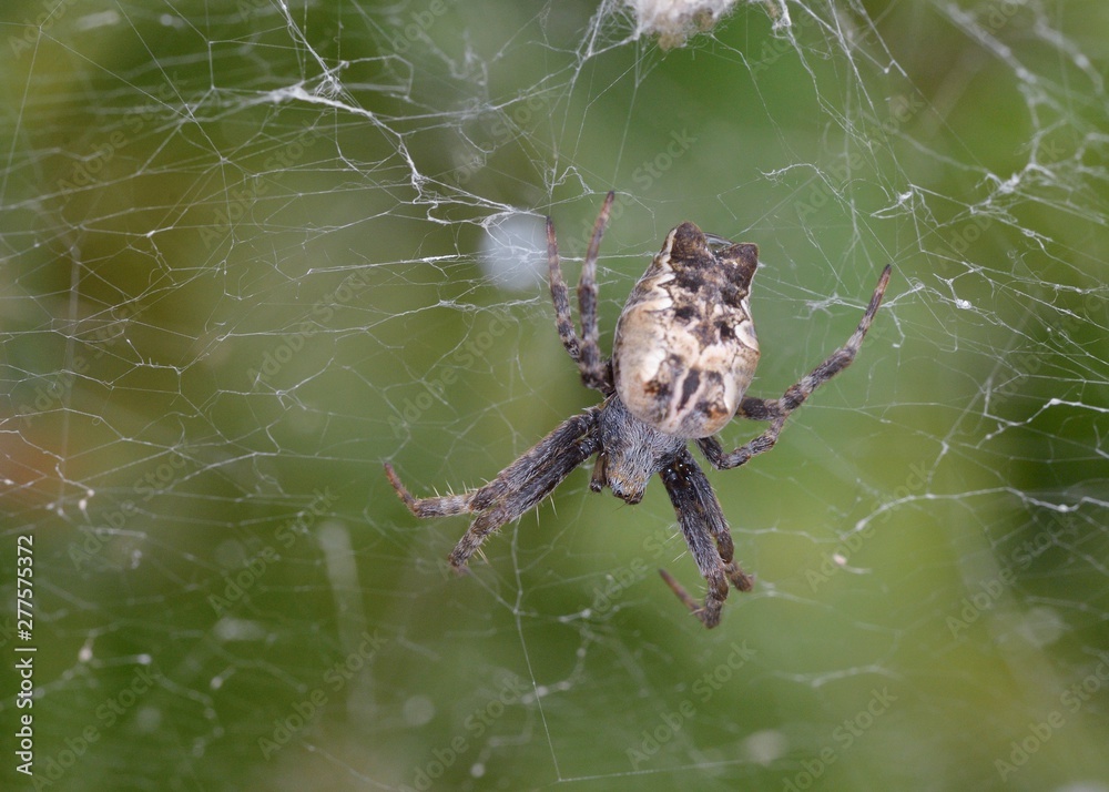 Cyrtophora citricola, also known as the tropical tent-web spider, is an ...