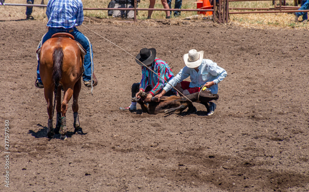 Two rodeo cowboys are removing the rope from around the calf's neck and ...