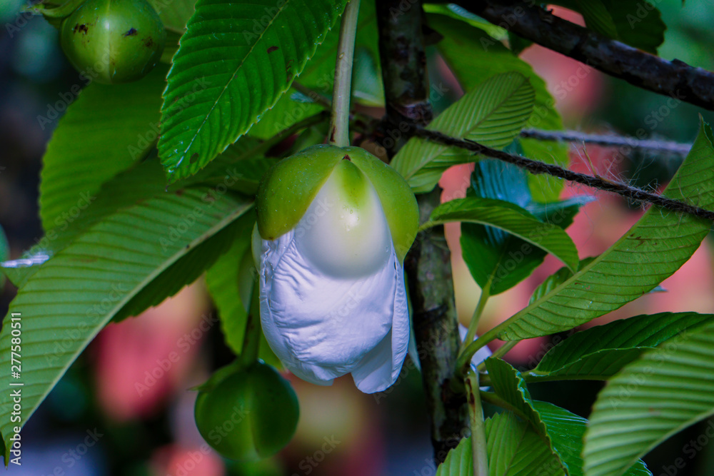 Chulta tree Dillenia indica, Elephant apple on tree or Chalta of South ...