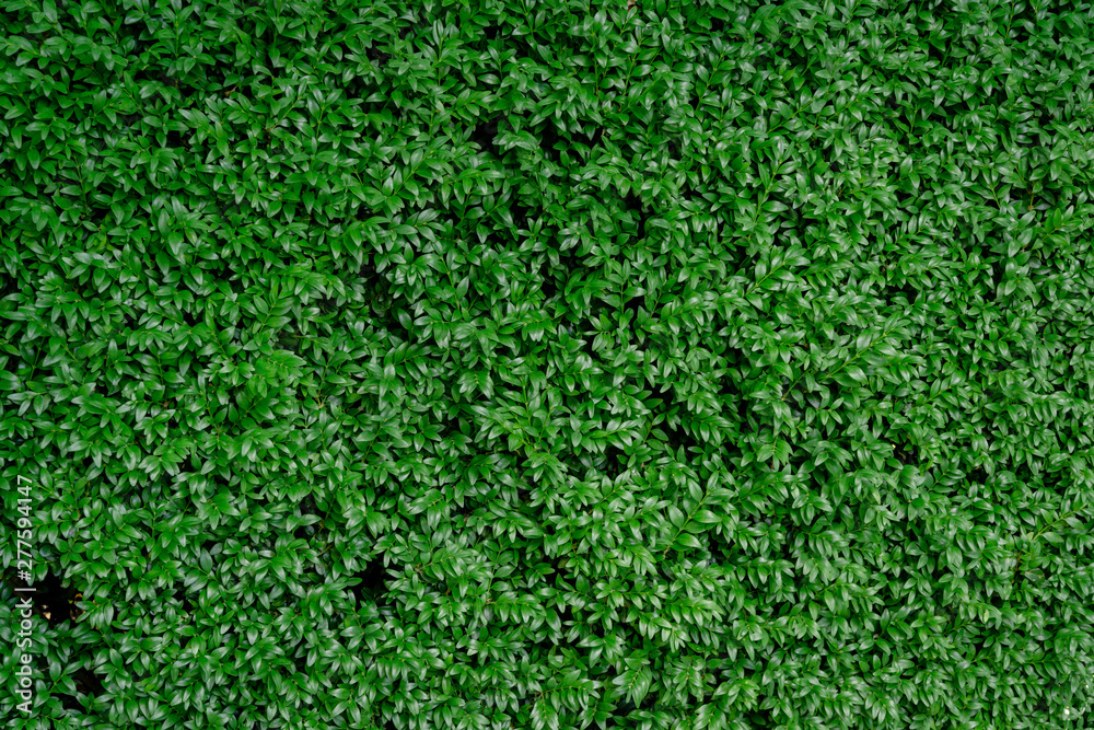 Close-up of bright green foliage boxwood Buxus sempervirens as the ...