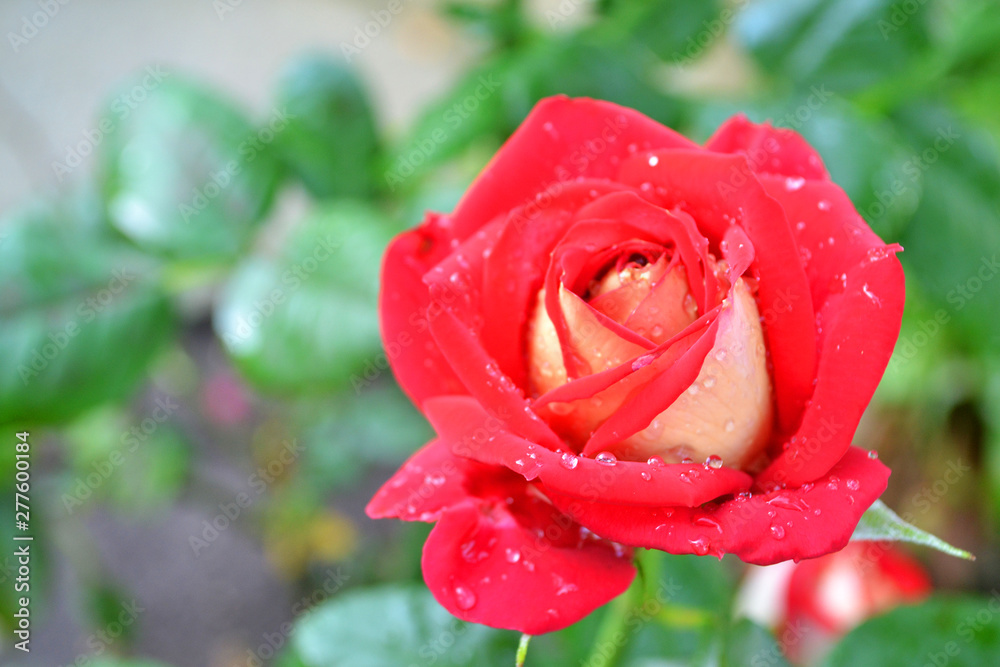 Beautiful big red rose after rain on blured background. Red rose on the ...