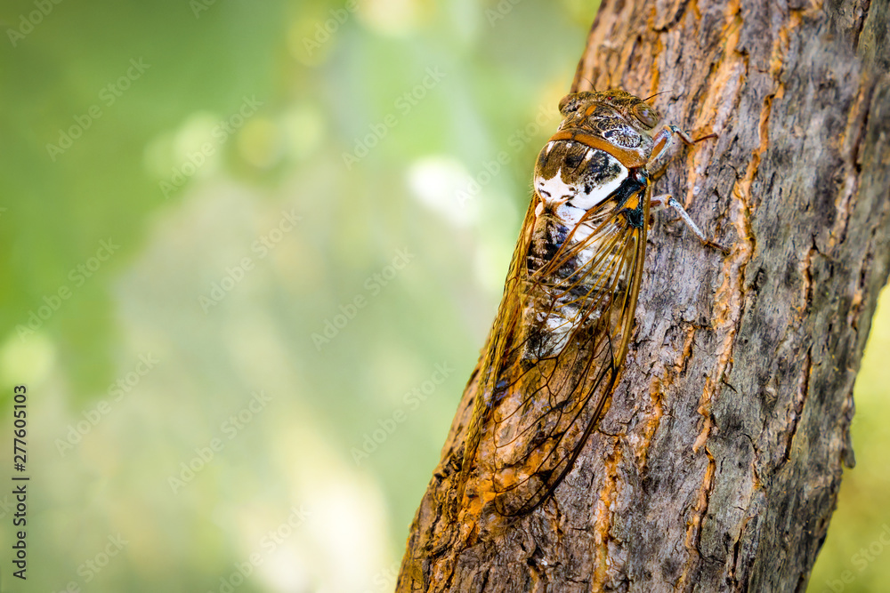 Foto Stock Insect Cicadidae family of cicadas. Cicadoidea insect ...