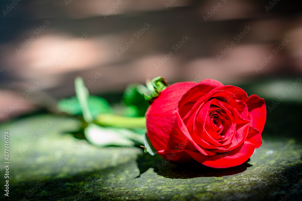 rosa roja Stock Photo | Adobe Stock