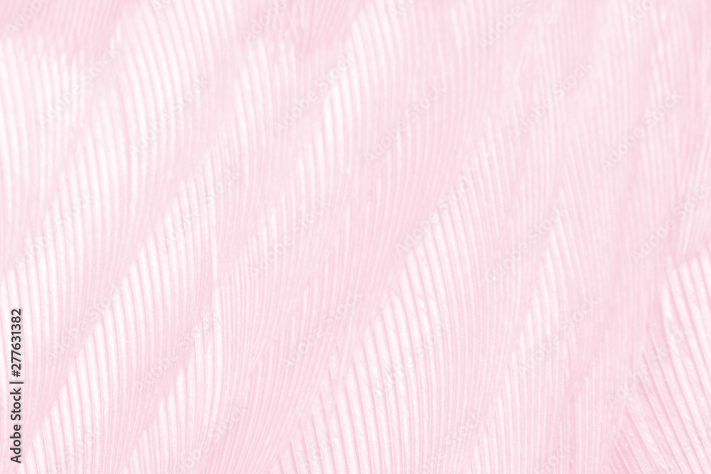 Beautiful soft pink color trends feather pattern texture background ...