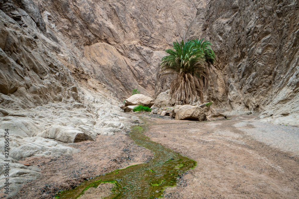 Rough landscape with a small river and a palm tree in a Wadi in ...