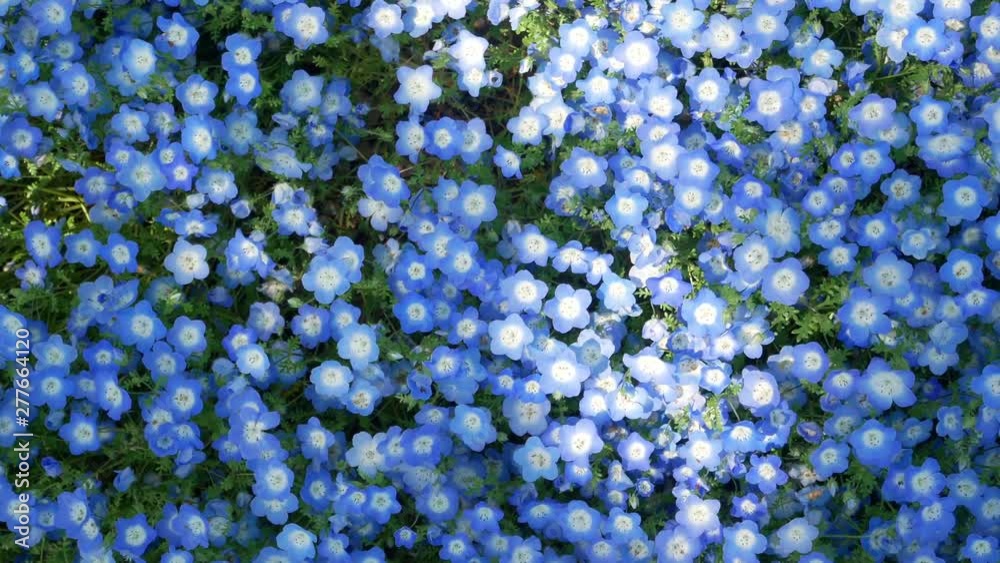 Field of the Blue Nemophila Flower (Blue Spring Flower) in Hibiya Park ...