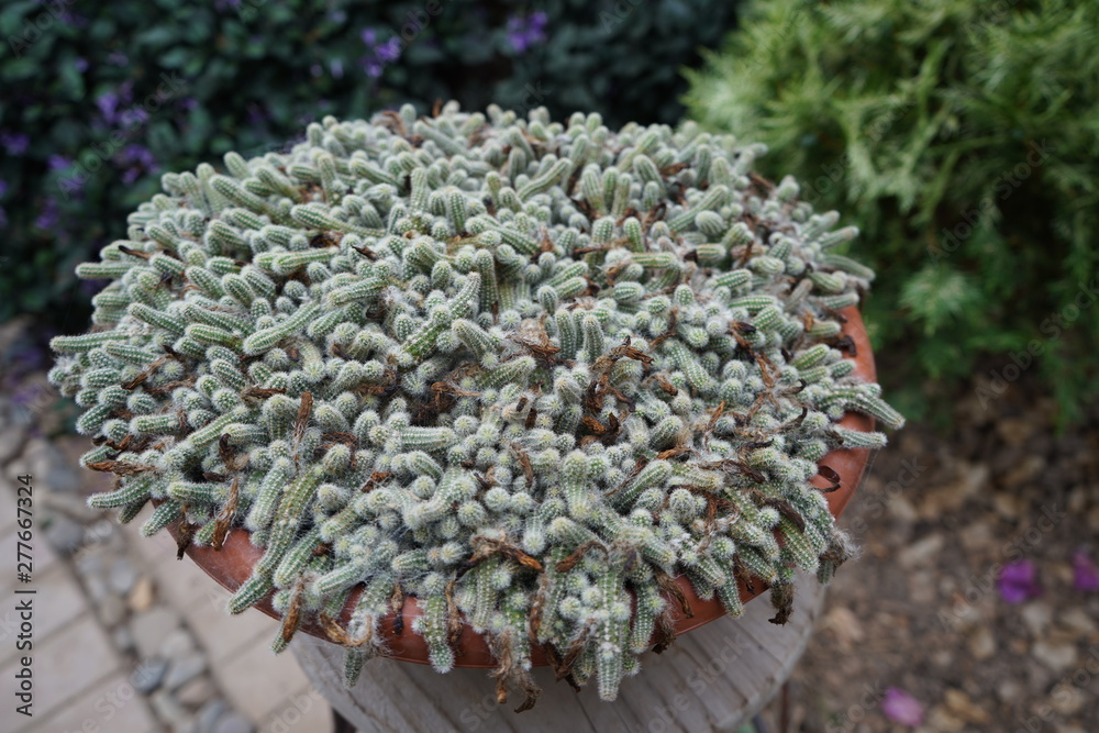 Trypophobia Stock Photo | Adobe Stock