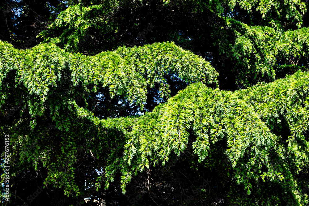 Lebanese cedar or Lebanese cedar. Texture of huge hanging branches of ...