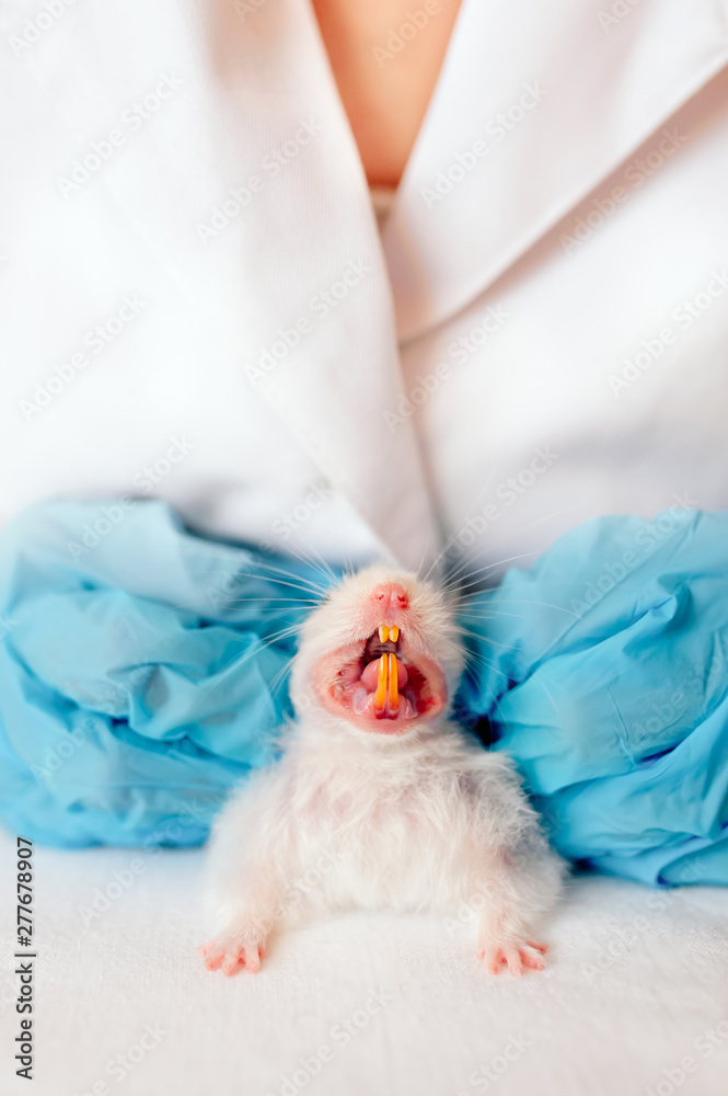 Hands of owner holding cute little hamster. Professional vet doctor ...