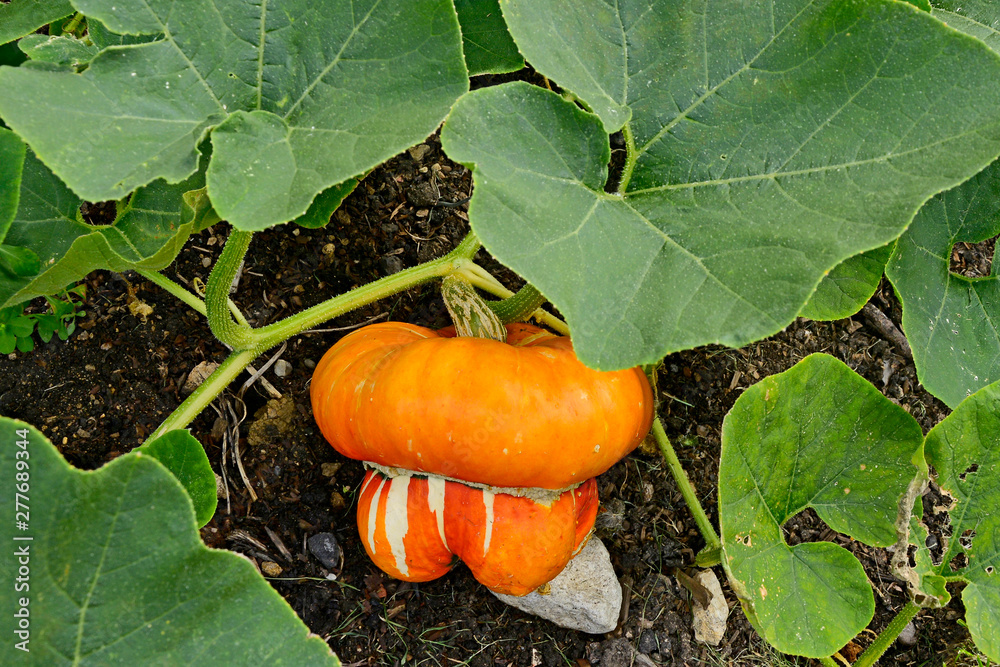 Growing Turban Squash