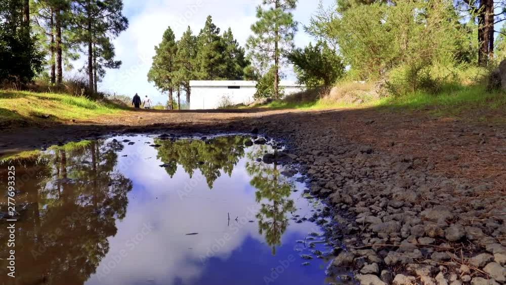Large mud puddle of water in the middle of a narrow forest road ...