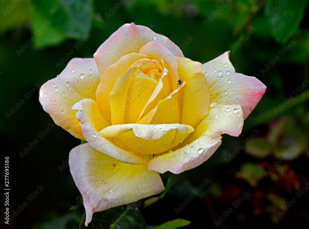 "Gloria Day" rose. "Gloria Day" rose worldwide recognized as the ...