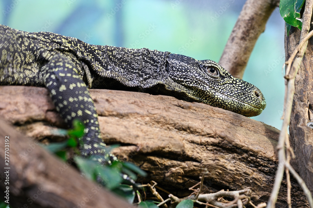Resting monitor lizard in terrarium. Stock Photo | Adobe Stock
