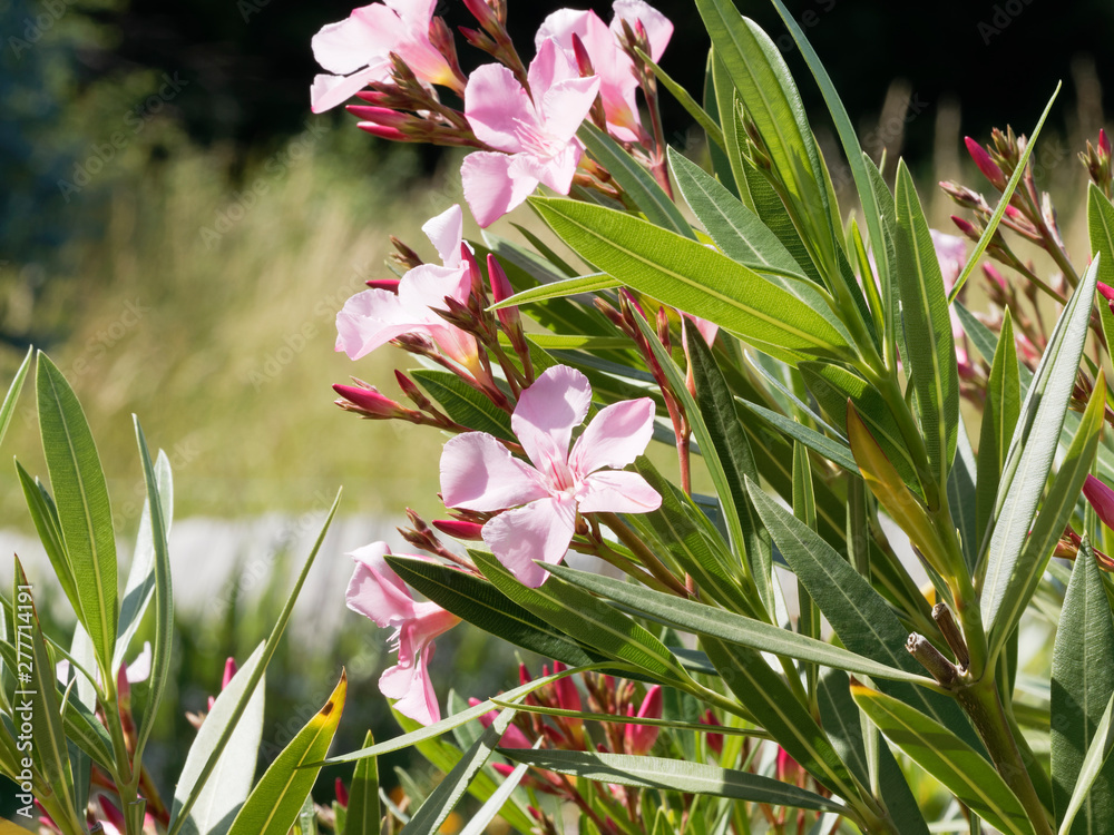 Rosa blühender Oleander oder Rosenlorbeer (Nerium oleander) Stock Photo ...