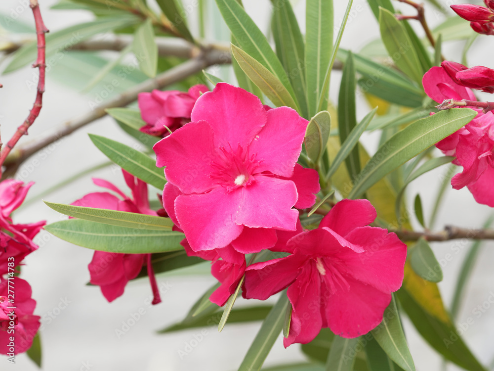 Rosa rot blühender Oleander oder Rosenlorbeer (Nerium oleander) Photos ...