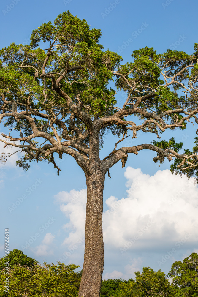A big tree in Minneriya National Park, Sigiriya, Sri Lanka. Sigiriya ...